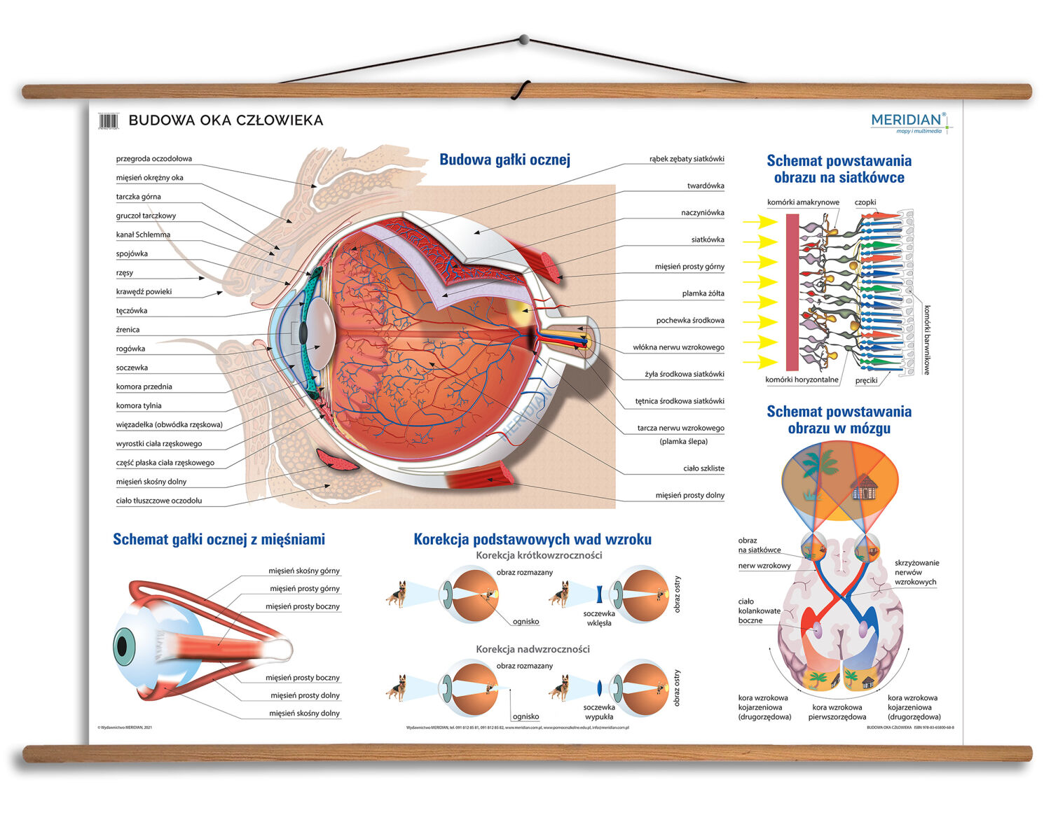 Budowa oka - ścienna plansza dydaktyczna